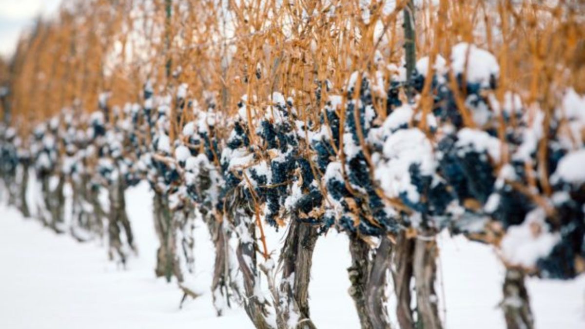 Ice Wine: Canada's Sweetest And Tastiest Wine - GastroVino Academy