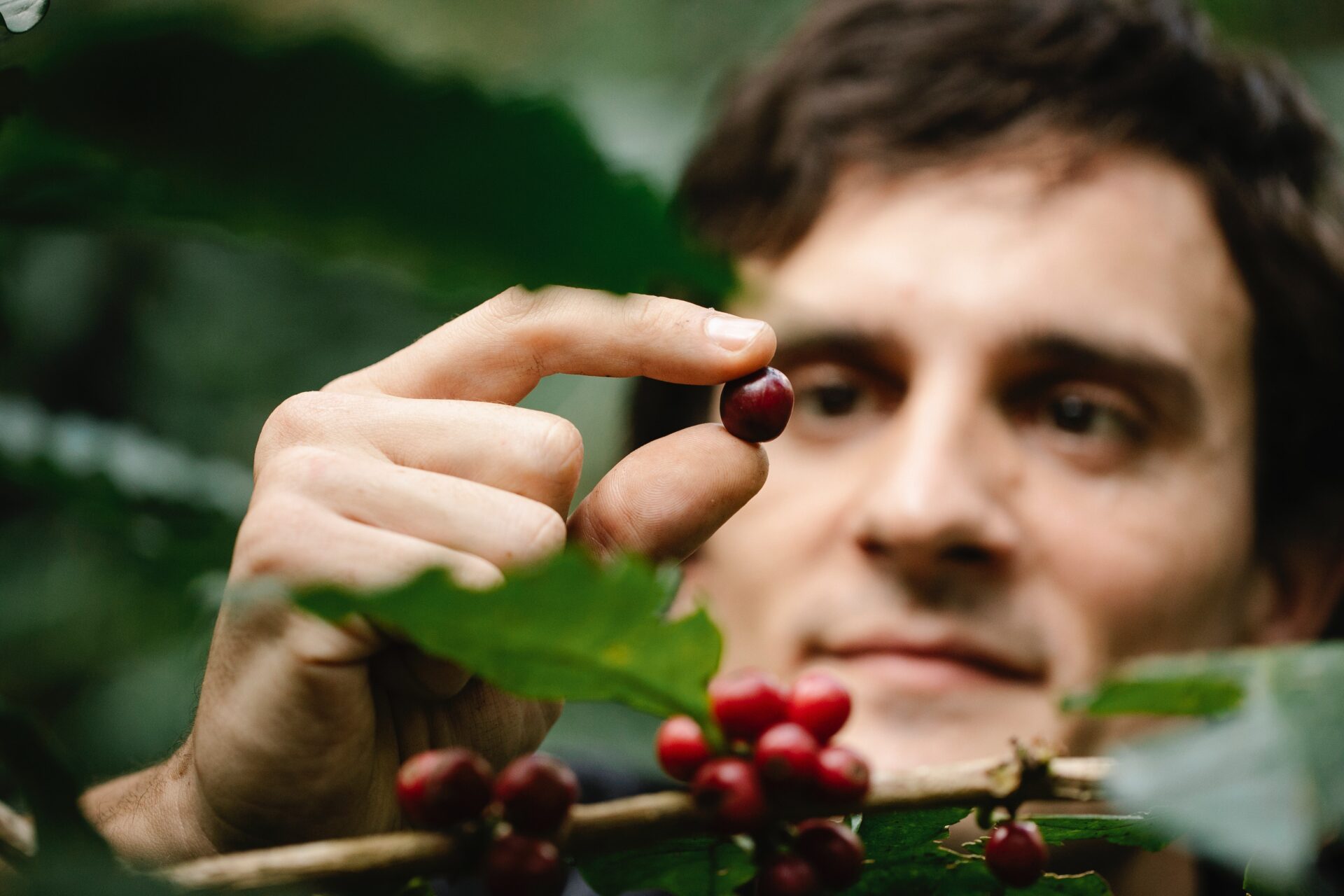 What Is The Difference Between Arabica And Canephora Coffee ...